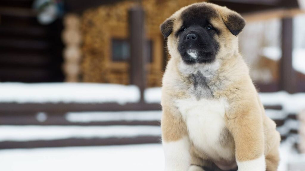 Revealing! Akita Dog Price in India with Breed Details | MithilaConnect